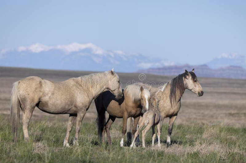 Wild Horses in Spring in the Utah Desert Stock Photo - Image of ...