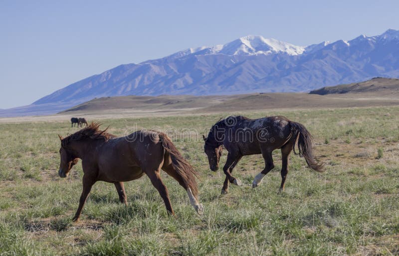 Wild Horses in the Utah Desert in Spring Stock Image - Image of wild ...