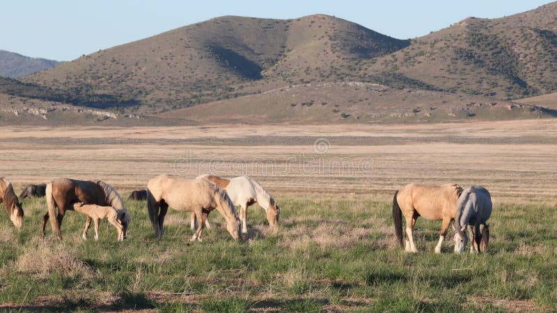 Wild Horses in Spring in the Utah Desert Stock Footage - Video of ...
