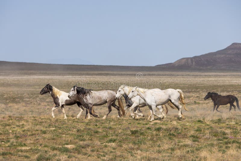 Wild Horses in Spring in the Utah Desert Stock Photo - Image of ...