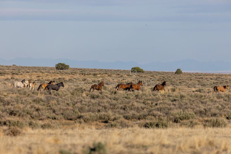 Wild Horses in Spring in Utah Stock Image - Image of horses, utah ...