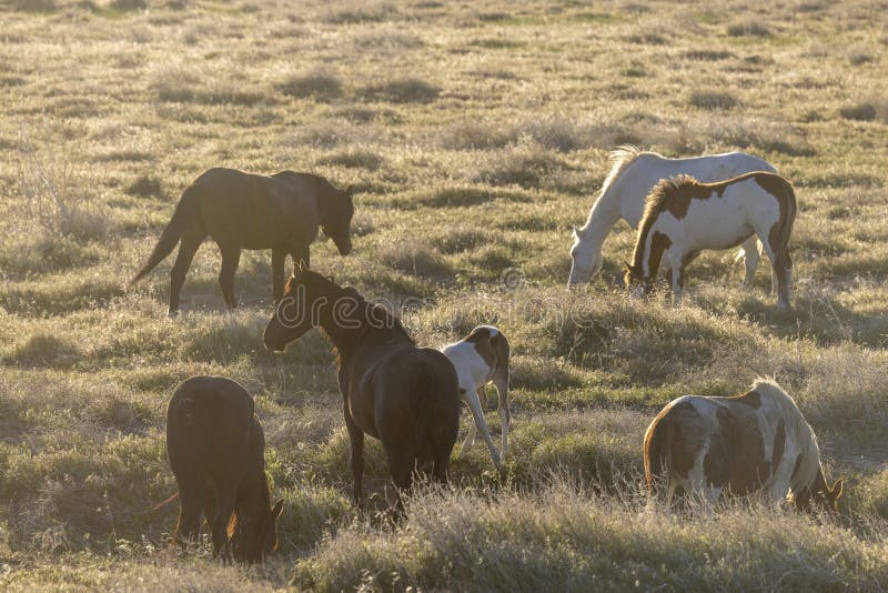 Wild Horses in Springtime in the Utah Desert Stock Photo - Image of ...