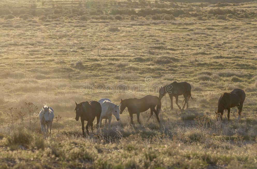 Wild Horses in Springtime in the Utah Desert Stock Image - Image of ...