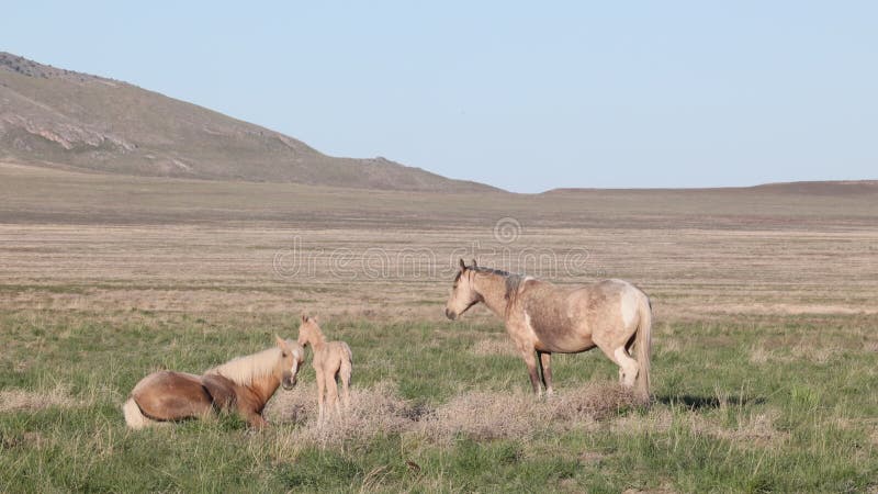 Wild Horses in Springtime in the Utah Desert Stock Footage - Video of ...