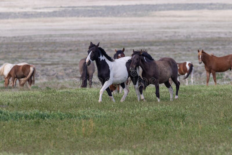 Wild Horses in Spring stock image. Image of horses, animal - 167411621