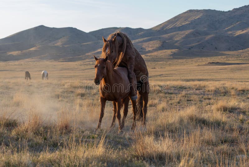 Wild Horses in Springtime stock photo. Image of horse - 205893440