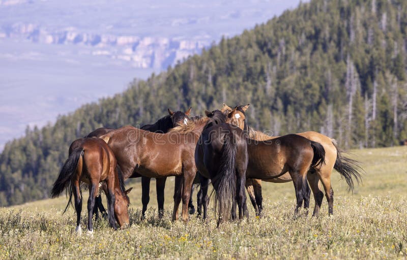 Wild Horses in Summer in the Pryor Mountains Montana Stock Image ...