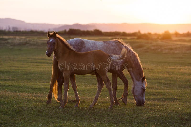 Wild horses at sunset stock photo. Image of ground, farming - 75838504