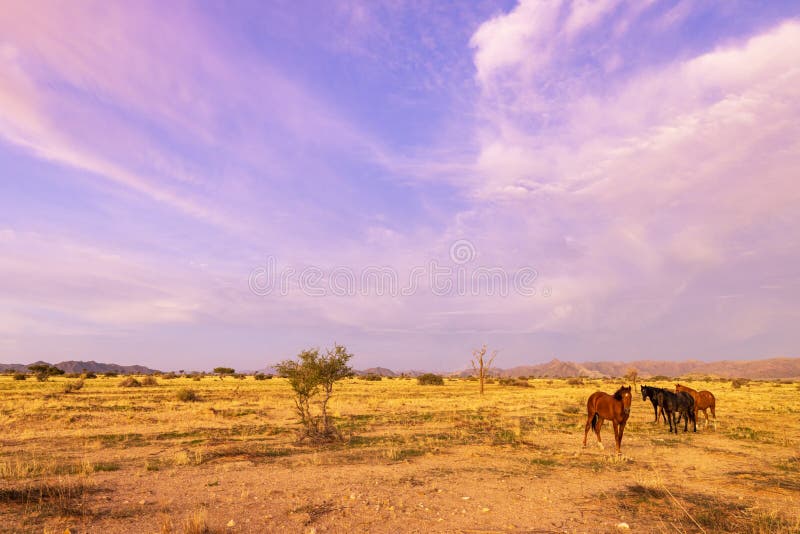 Wild Horses at Sunset in the Veld Stock Image - Image of kopjes ...