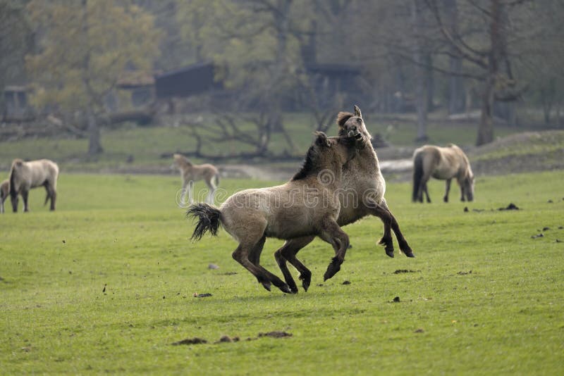 Wild horses or Tarpan stock image. Image of landscape - 144626827