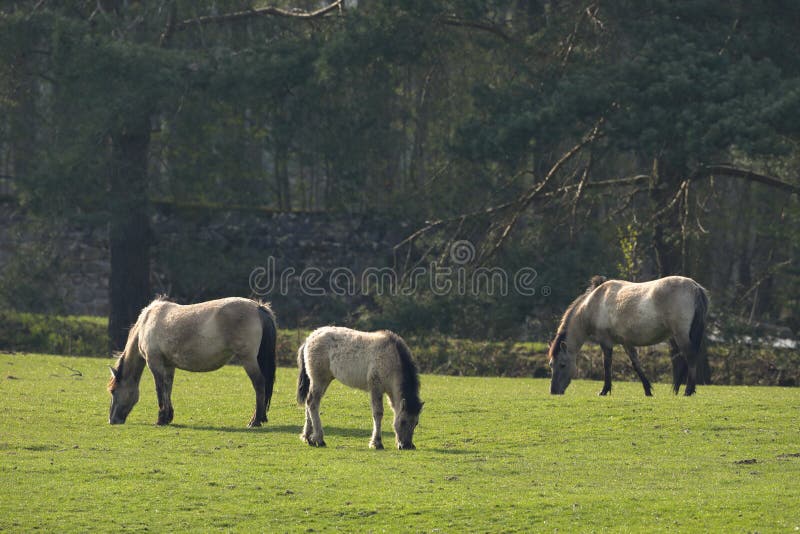 Wild horses or Tarpan stock photo. Image of brown, equinox - 144692258