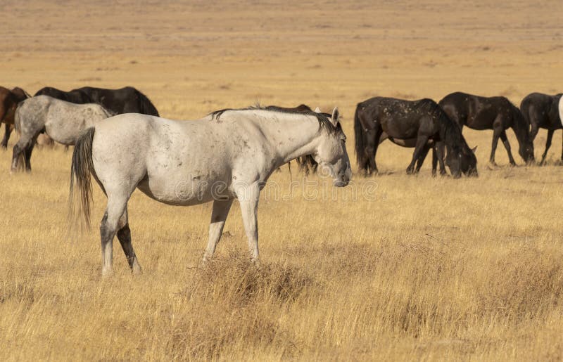 Wild Horses in the Utah Desert in Autumn Stock Image - Image of equine ...