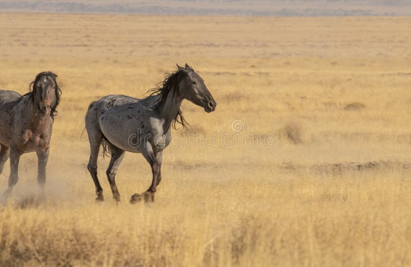Wild Horses in the Utah Desert in Autumn Stock Photo - Image of animal ...