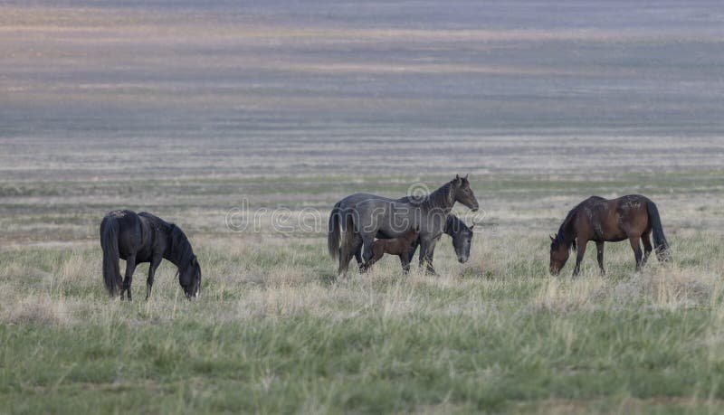 Wild Horses in the Utah Desert in Spring Stock Image - Image of ...