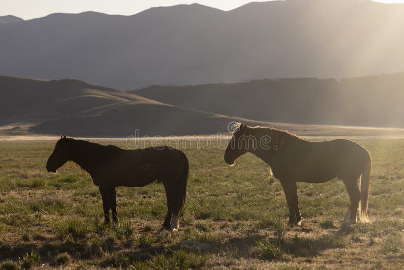 Wild Horses in the Utah Desert in Spring Stock Image - Image of animal ...