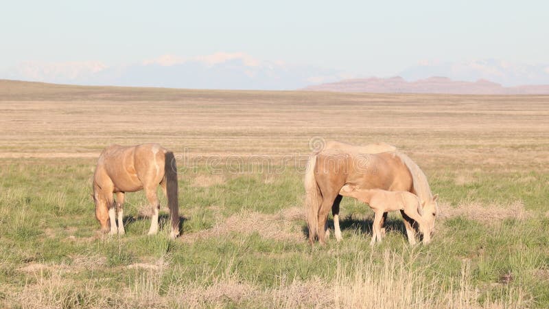 Wild Horses in the Utah Desert in Spring Stock Video - Video of nature ...