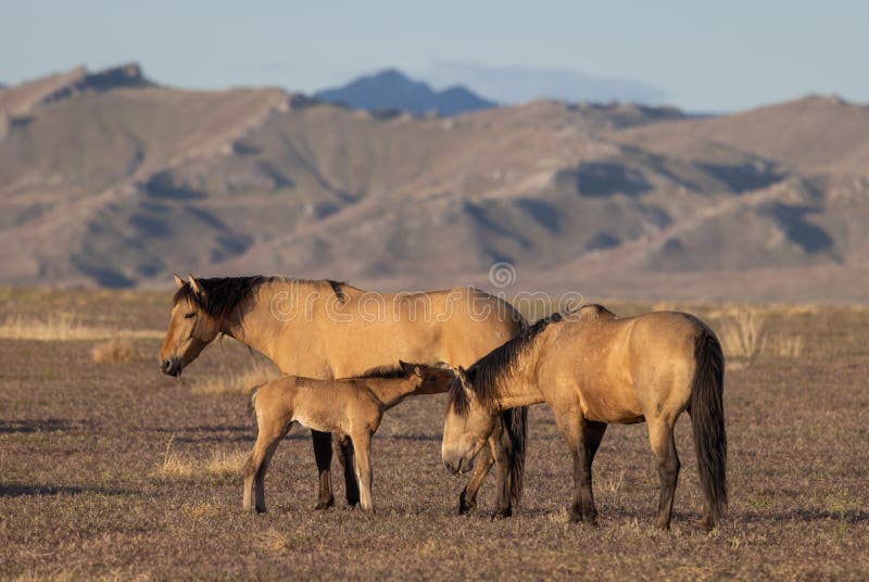 Wild Horses in Springtime in Utah Stock Photo - Image of wildlife, wild ...
