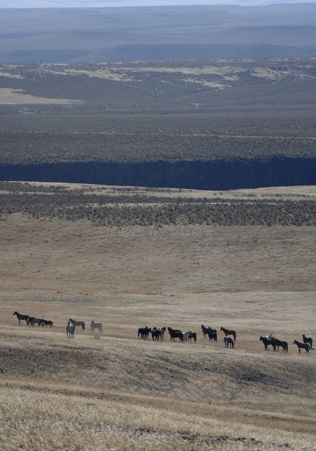 Wild Horses in Wide Open Places Stock Photo - Image of high, horses ...