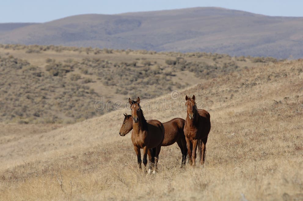 Wild Horses in Wide Open Places Stock Photo - Image of desert, grace ...