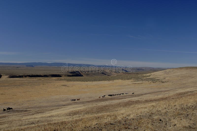 Wild Horses in Wide Open Places Stock Image - Image of horses, herd ...