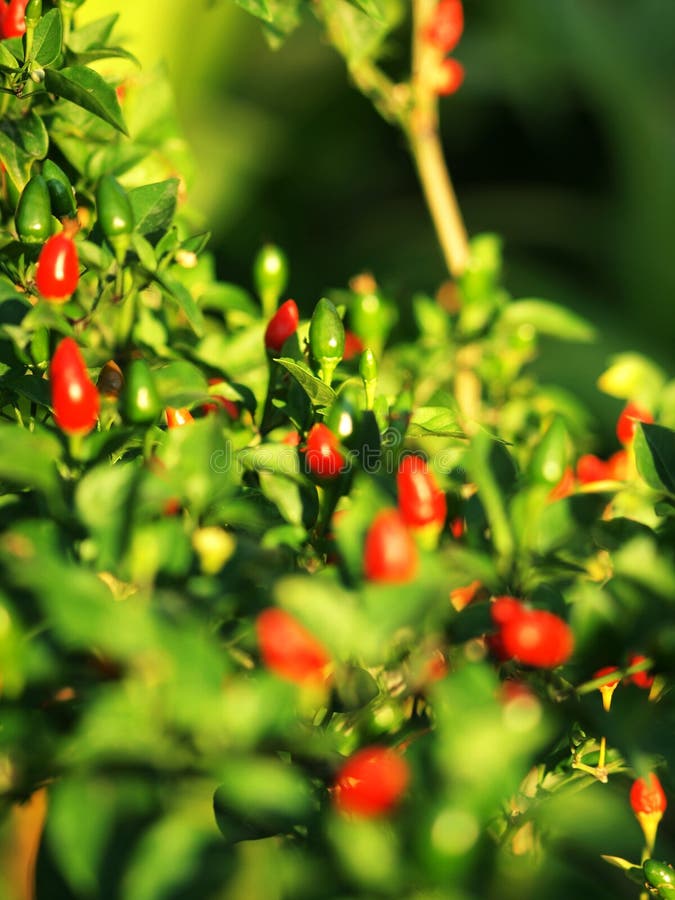 Wild hot pepper stock photo. Image of delicious, pepper - 17248884