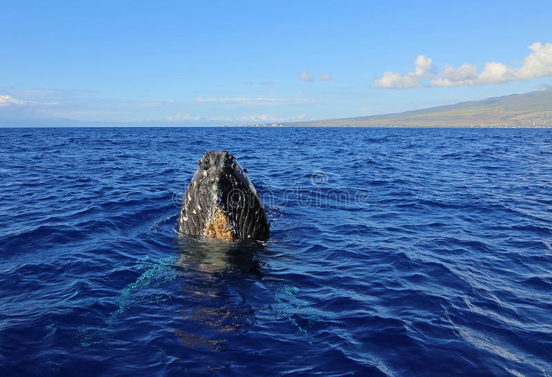 Landscape with a whale stock photo. Image of season - 210242640
