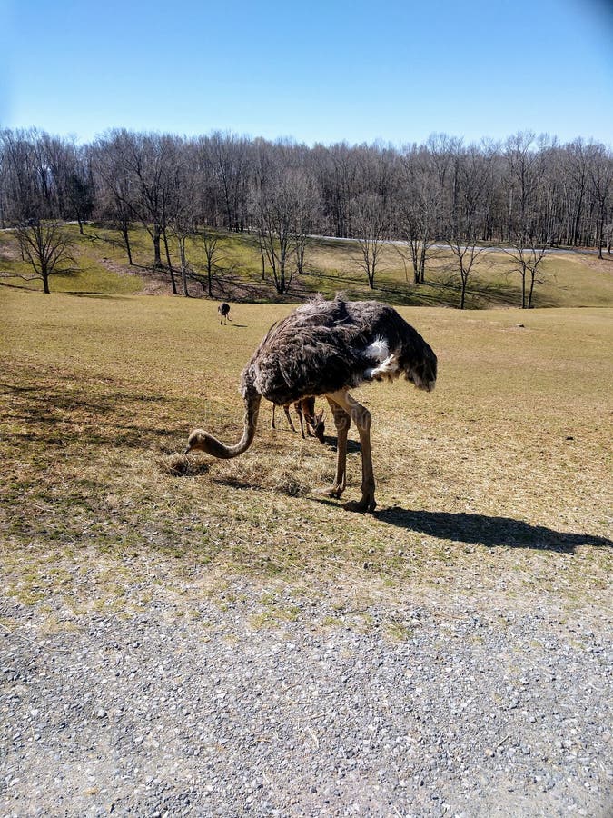 Wild Hungry Emu stock image. Image of bird, goose, waterfowl - 220728171