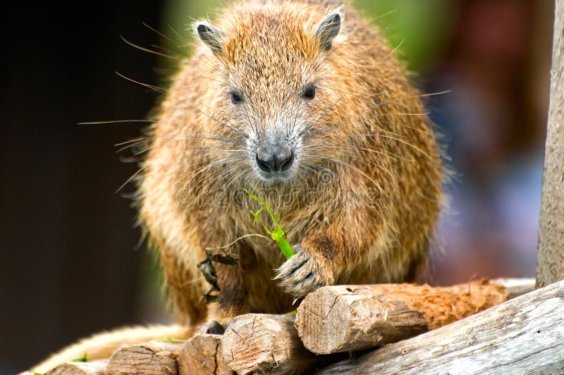 Cuba Hutia (Rodent) stock image. Image of forests, rocky - 12159431