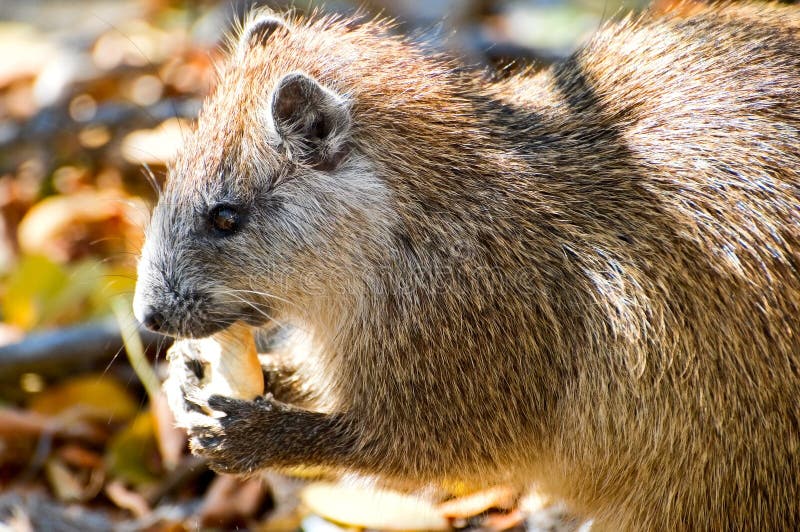 Cuba Hutia (Rodent) stock image. Image of forests, rocky - 12159431