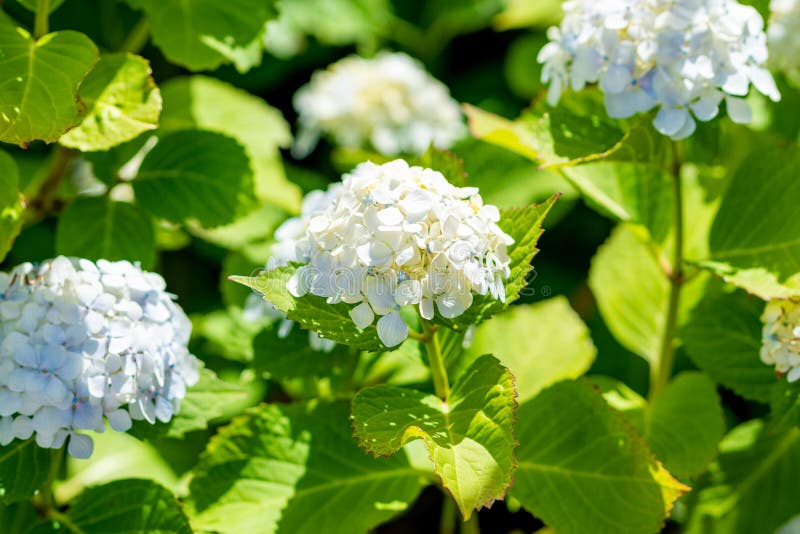 Wild Hydrangea - Hydrangea Arborescens Stock Photo - Image of botany ...