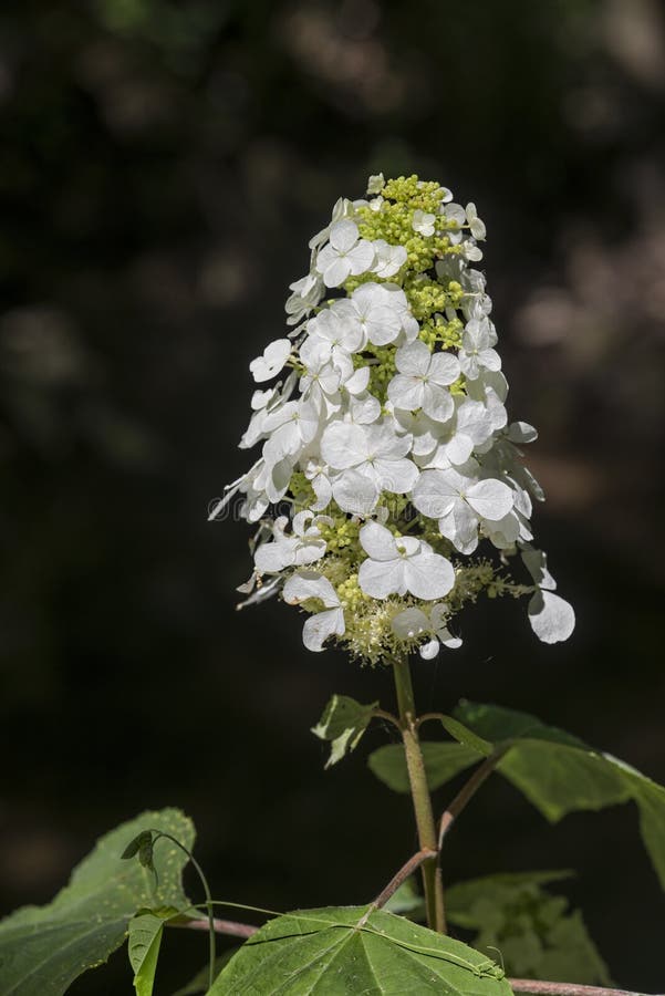 Wild Hydrangea stock photo. Image of river, wild, flowers - 92918182