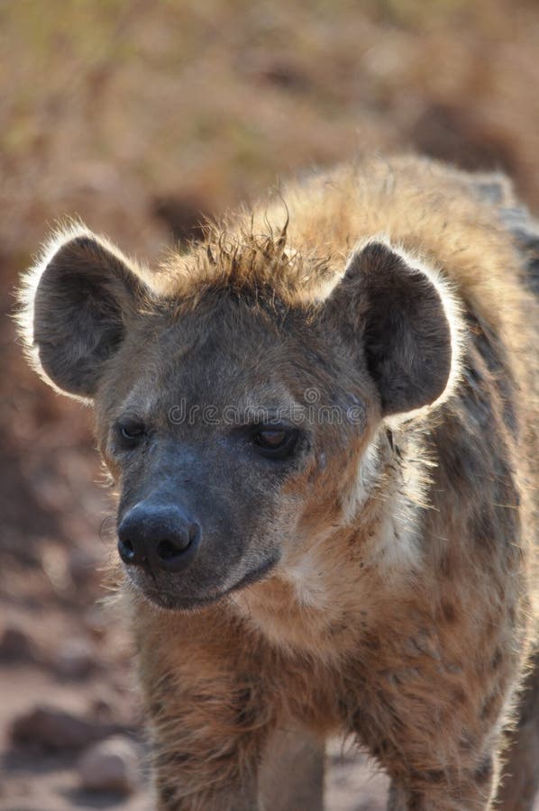 Wild hyena fotografering för bildbyråer. Bild av tanzania - 44310933
