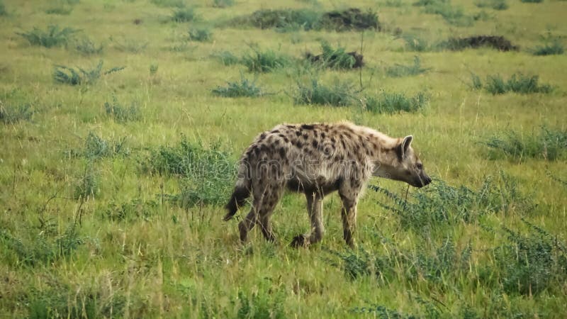 Wild Hyenas in the Savannah of Africa Stock Photo - Image of lying ...