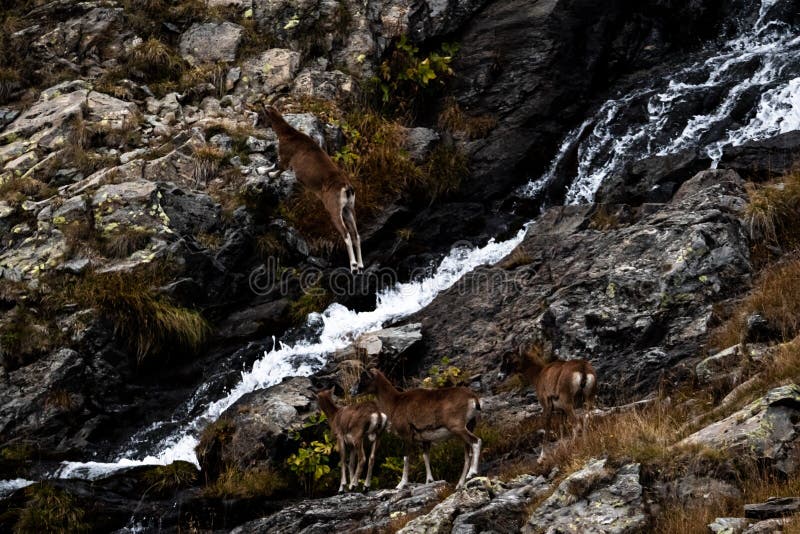Wild Ibex Climbing the Rocky Mountains Stock Image - Image of ...