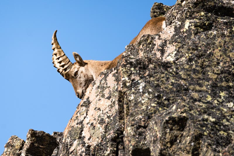 Wild Ibex Climbing the Rocky Mountains Stock Photo - Image of range ...