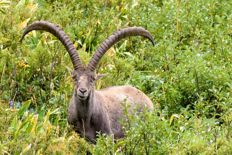 Wild Ibex In Front Of Iconic Mont-Blanc Mountain And High Altitude Lake ...