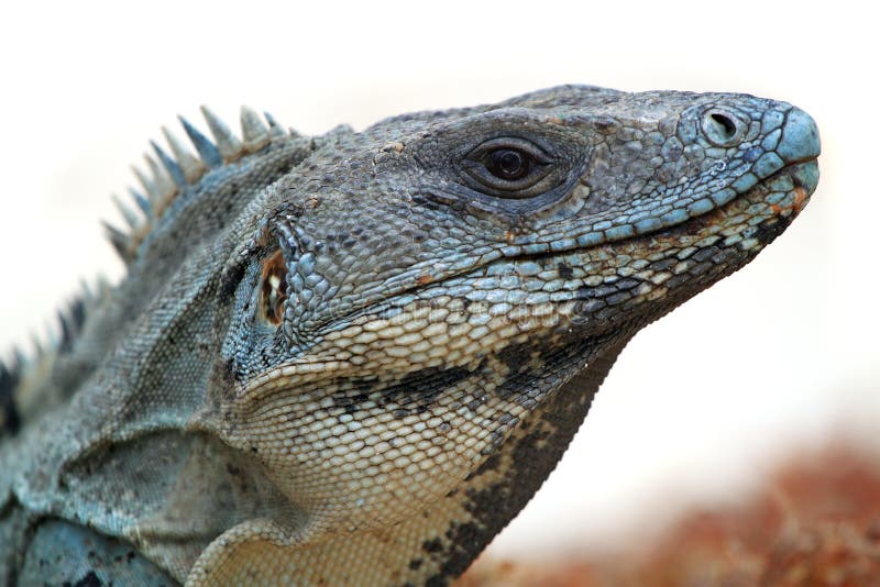 Wild iguana stock photo. Image of bizarre, leather, colored - 20466088