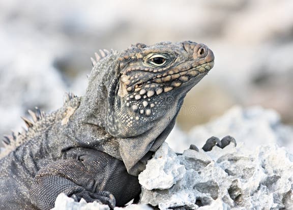 Wild iguana. stock photo. Image of dragon, fauna, island - 22443000