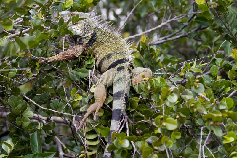 Wild Iguana stock image. Image of holiday, principe, bright - 82643671