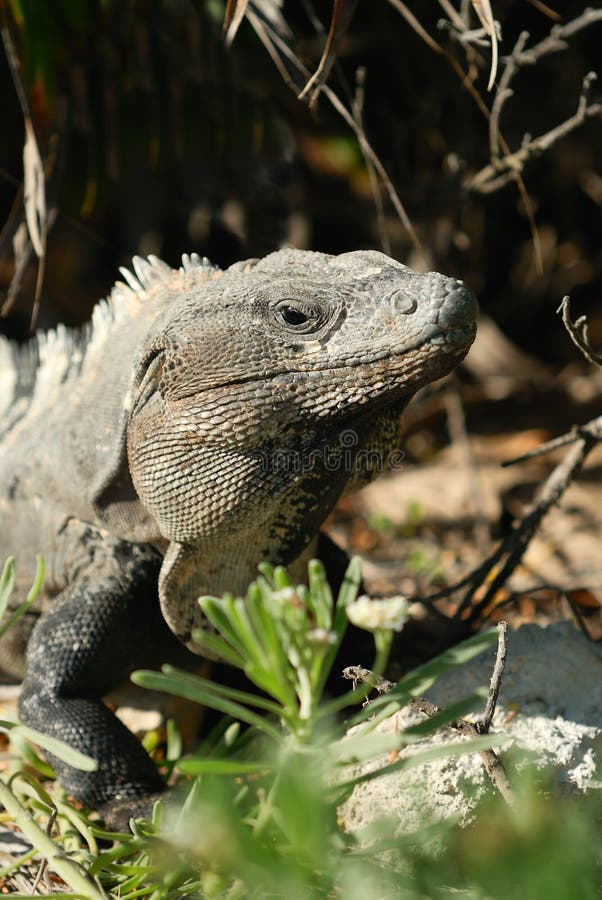 Wild iguana stock photo. Image of visit, iguana, silvestre - 79871150