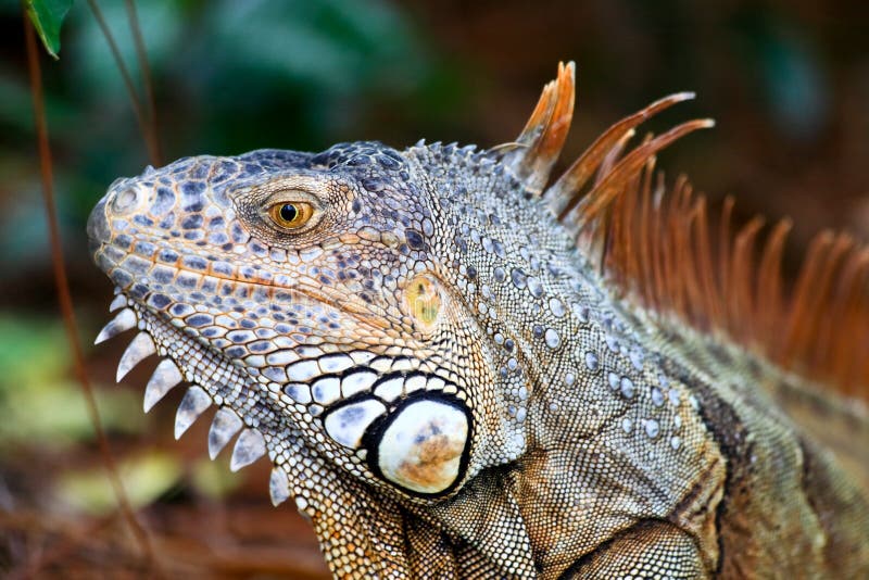 A Wild Iguana Wandered Around in a Garden Stock Image - Image of wild ...