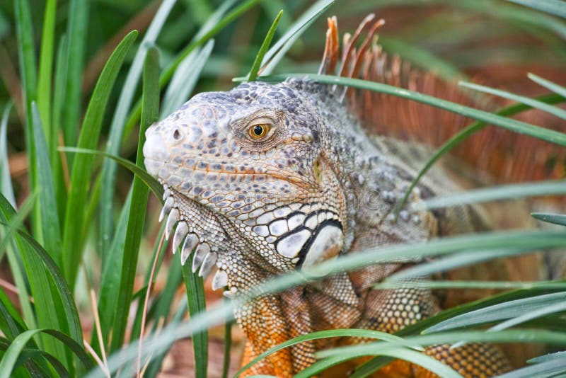 A Wild Iguana Wandered Around in a Garden Stock Photo - Image of ...
