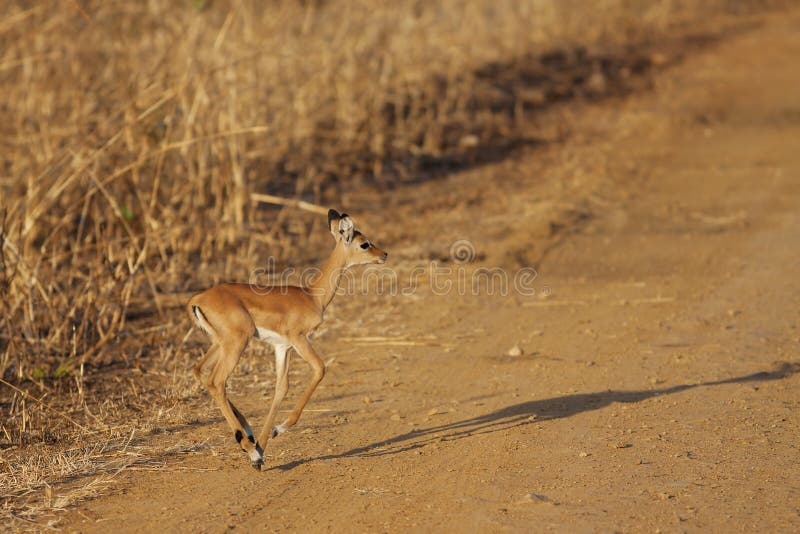 Wild impala in the bush stock photo. Image of africa - 185435008