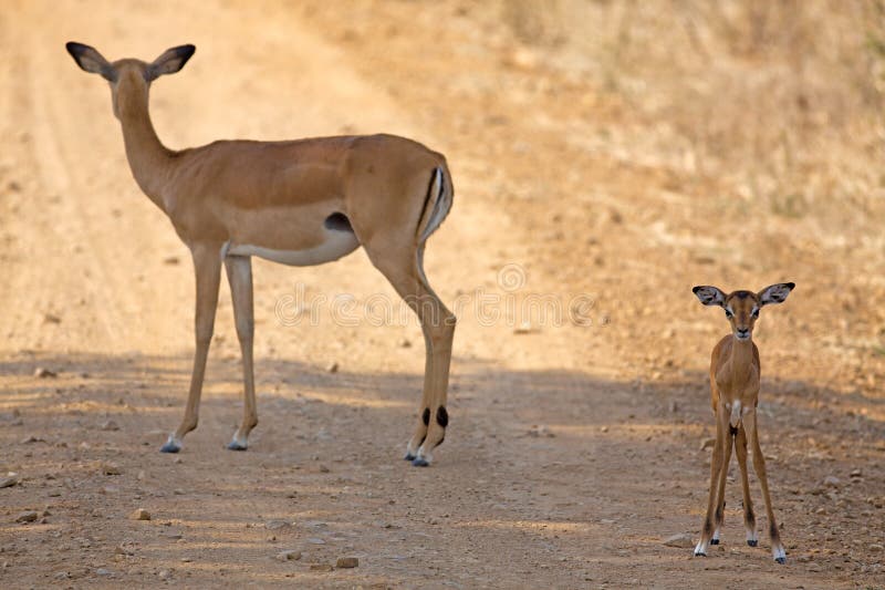 Wild impala in the bush stock photo. Image of africa - 185435008