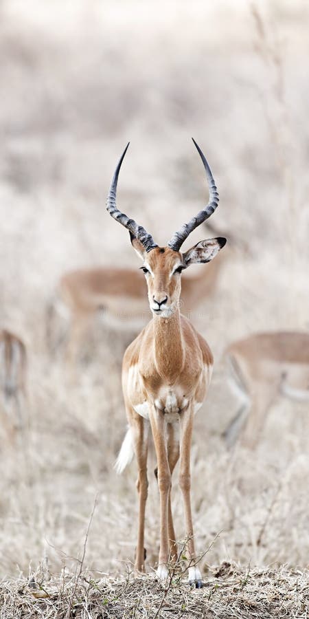 Wild impala stock photo. Image of habitat, park, reserve - 14375902