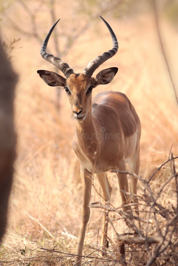 Wild Impala stock photo. Image of alert, male, gaze, brown - 8584370
