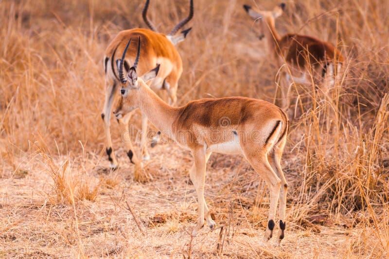 Wild impala stock image. Image of environment, nature - 55514555