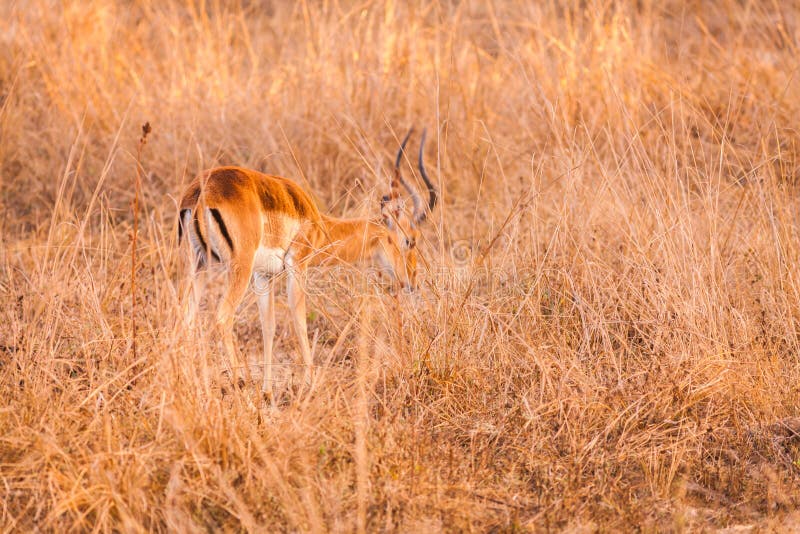 Wild impala stock image. Image of antelope, gazelle, reserve - 55514557