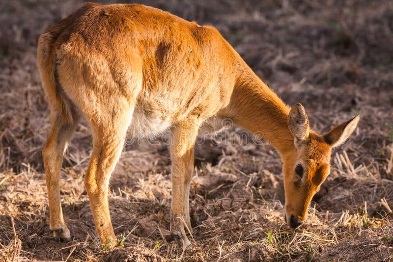 Wild impala stock photo. Image of wildlife, nature, land - 55514592