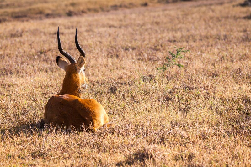 Wild impala stock photo. Image of outdoor, savannah, speed - 55514594